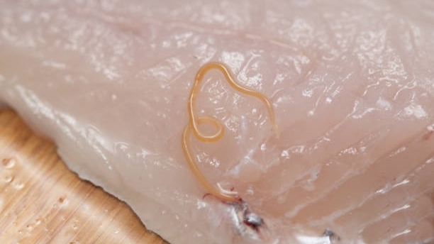 Anisakis - GoDive - Buceo en Tarifa